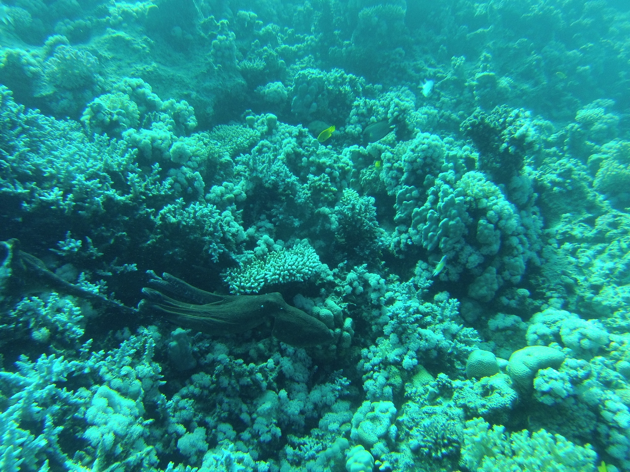 Plongée avec les pros du camouflage en Mer Rouge : les octopus! ⋆ 3 ...